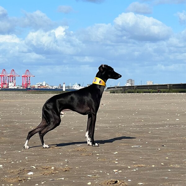 Inca Blue Dog Harness - Etsy