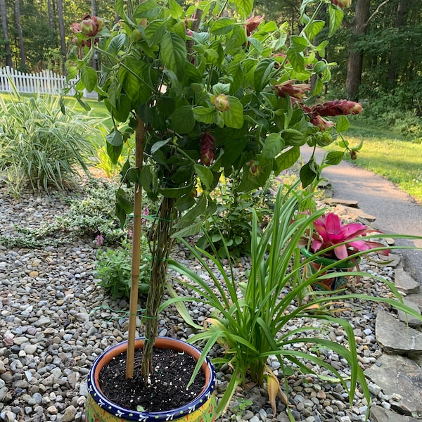 Red Shrimp Plant Braided Flower Tree - Live Plants - Exotic Plants ...