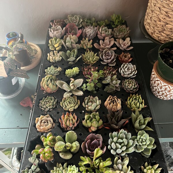 Assorted Live Rooted Succulent Plugs | Great for Baby Showers, Wedding ...