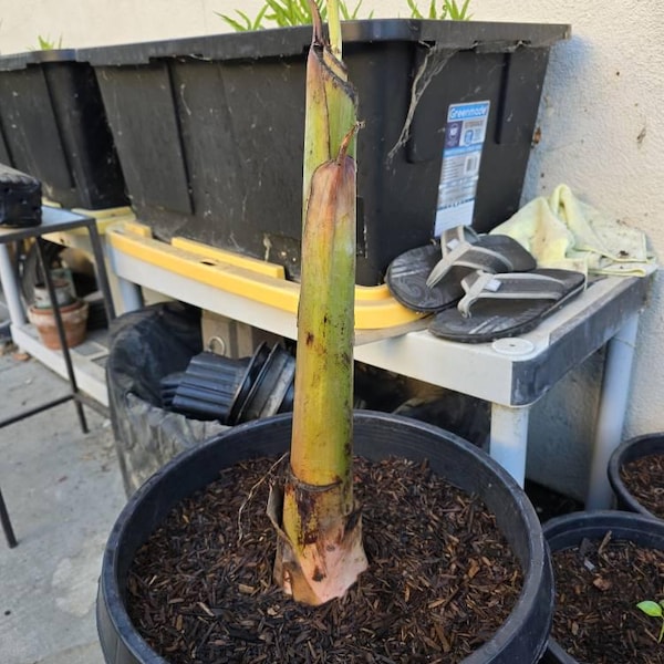 Grafted Rapoza Mango Live Fruit Tree (mango Rapoza Injerto). (1-2ft ...