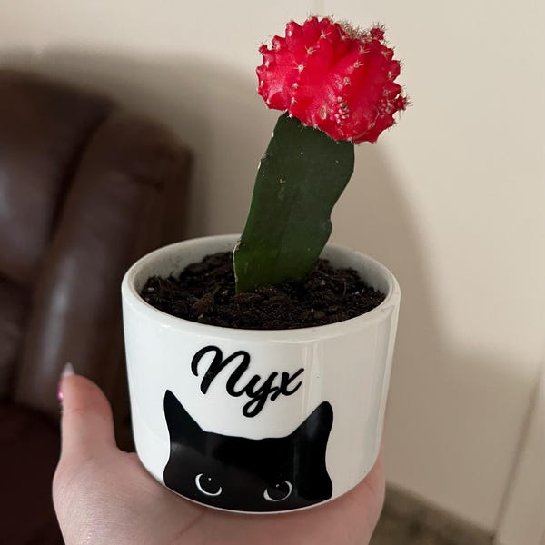 Serial Plant Killer Succulent Planter Pot, Funny Plant Pot, GAG Gift ...