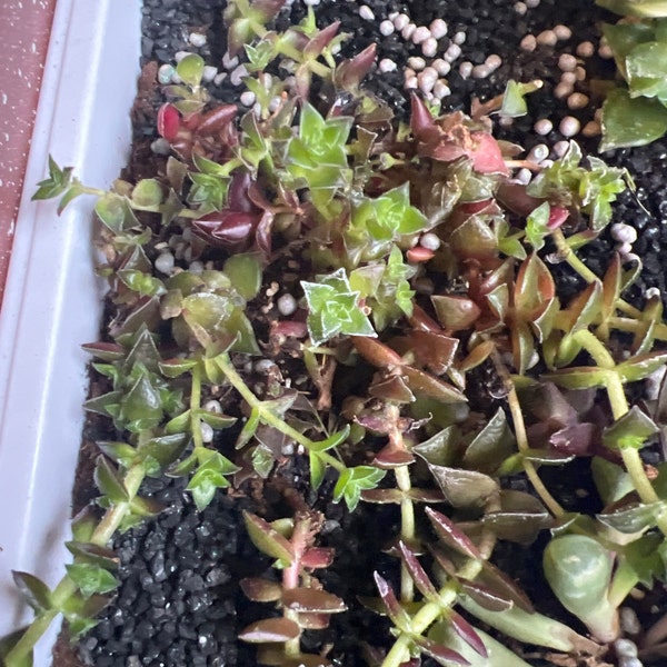 RARE | Crassula Tabularis Pagoda Village - Succulent Plant 2" Pot - Etsy