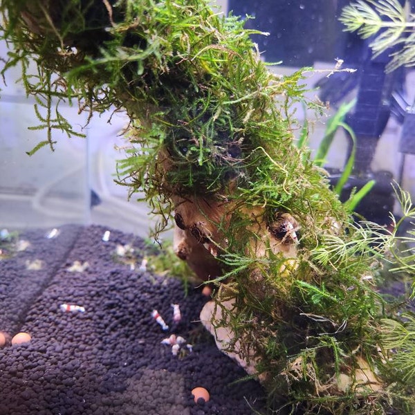 BUY2GET1FREE Java Moss, Bogor Moss Aquarium Plant | Easy Aquarium Plant ...