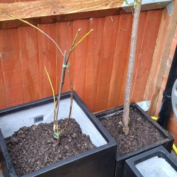Black Square Outside Planter 50cm, Modern Concrete Cuboid Pot for Trees ...