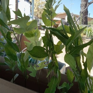 Star Magnolia Gallon Pot Magnolia Stellata - Etsy