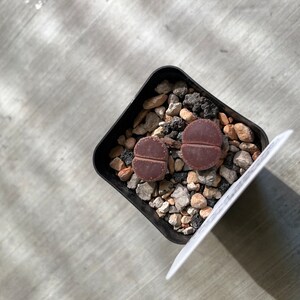 Plant one Lithops Dorotheae C300 - Etsy