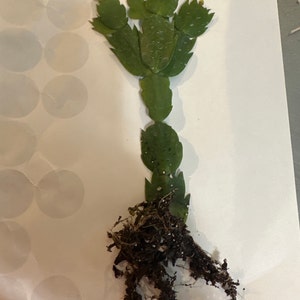 Christmas Cactus 1 Rooted Plant limelight Dancer Thanksgiving ...