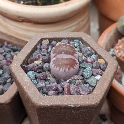 Plant 1 Dinteranthus.vanzylii L.lesliei Dinterops stonesthrow - Etsy