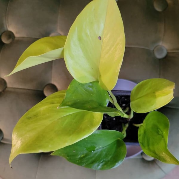 Pothos Champs Elysees - Teruno Pothos - Japanese Pothos - Terunoworld ...