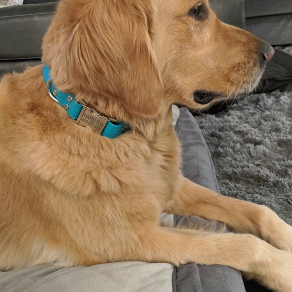 Waterproof Dog Collar W Engraved Zinc BUCKLE- Stinkproof, Dirt ...