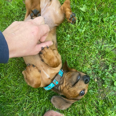 Silver Skull & Crossbones Dog Collar Available in 4 Sizes XS, S, M, L ...