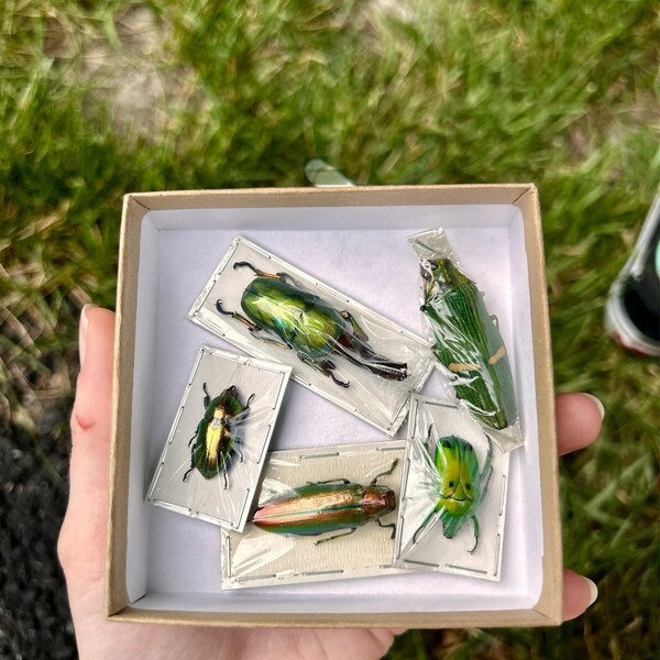 Mixed Real Beetles, Package of 5, Pack of Mixed Beetles, Entomology ...
