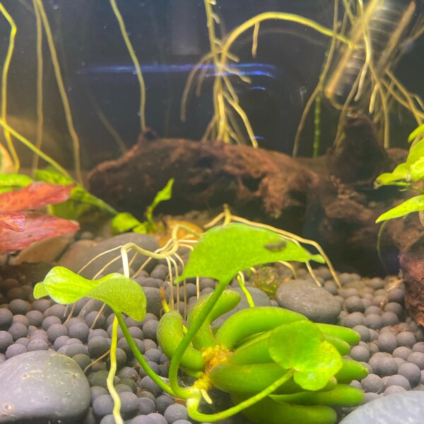 BUY2GET1FREE Java Moss, Bogor Moss Aquarium Plant | Easy Aquarium Plant ...