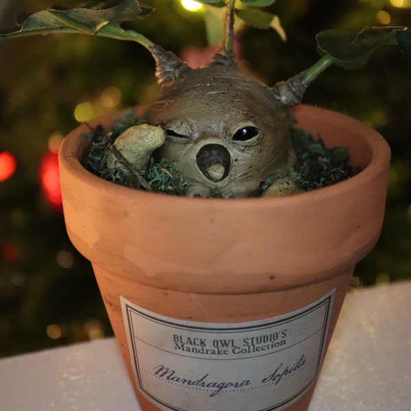 Mandrake With Pot Hand Painted - Etsy