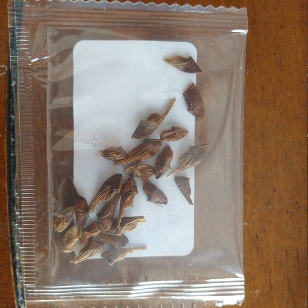 Flame Amure Maple Tree Seeds (ACER Tataricum Ginnala) 15+seeds - Etsy