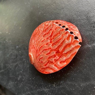 Calico Atlantic Scallop Seashells Argopecten Gibbus 10 Shells Approx. 2 ...