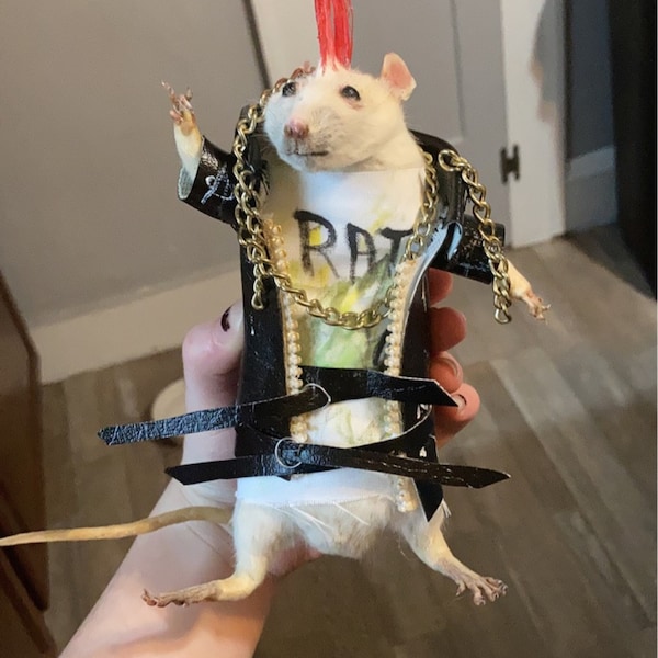 Taxidermy Rat Punk Taxidermy Rat Punk Cabinet of Curiosities Oditties ...
