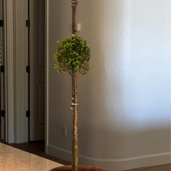 Myrtle Topiary Double Ball Live Tree 6" Pot - Etsy