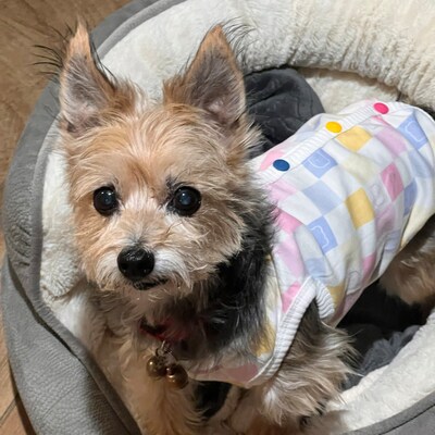 Knitted Muffler, S,L, Dog Cape, Pet Neckwear, Dog Neck Warmer, Pet ...