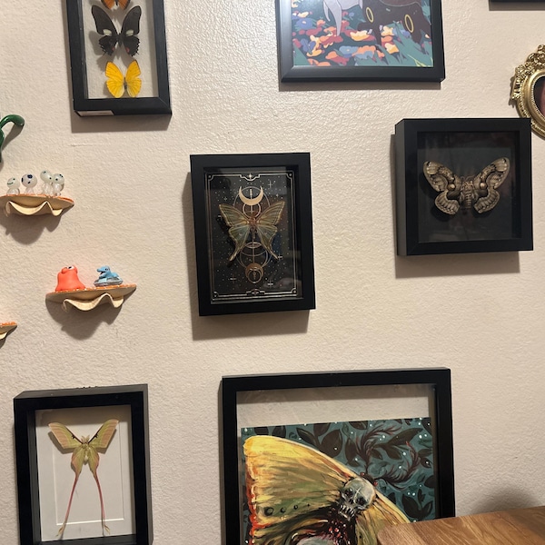 Real Framed Ghost Cicada Ayutha Spectabilis Shadow Box Frame Insect ...