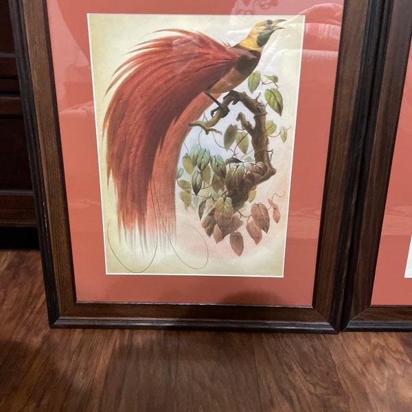 Paradise Bird Print, Exotic Bird Poster, Tropical Red Bird Illustration ...