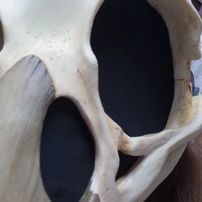 Bird Skull Mask Full Bone Painted - Etsy Australia