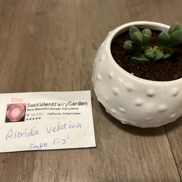 Rare Succulent: Cool Beautiful Succulent Astridia Velutina String ...