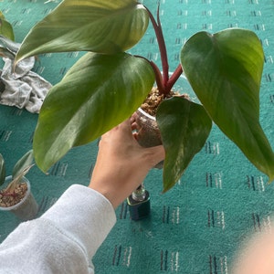 Philodendron Brandtianum Aff wild Form - Etsy