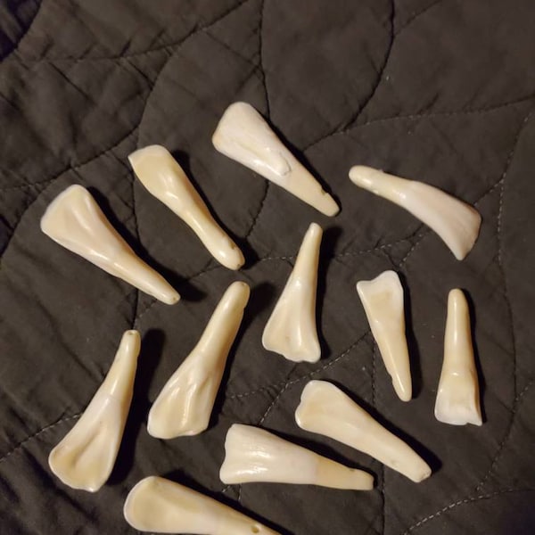 Genuine Buffalo Teeth for Jewelry Art Unique Craft Costume Bulk White ...