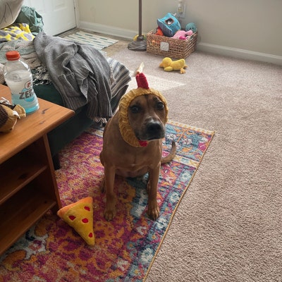 Rooster Chicken Dog Snood Knit Crochet Dog Hat Easter Dog Costume Ear ...