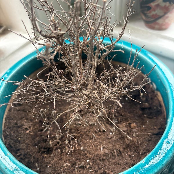 Live Texas Privet/ Ligustrum Japonicum Texanum - Etsy