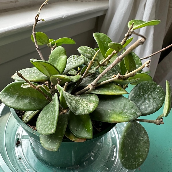 Hoya Mathilde Splash | Live Indoor & Outdoor Tropical House Plant ...
