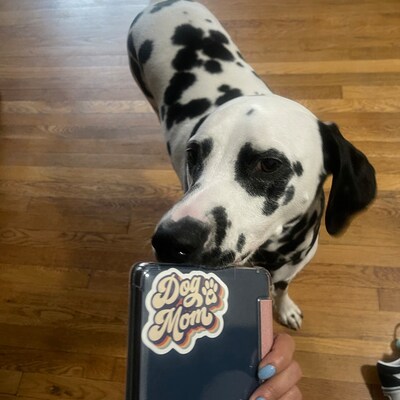 Dog Bandana Holder, Pet Bandana Organizer, Dog Clothing Organizer, Dog ...