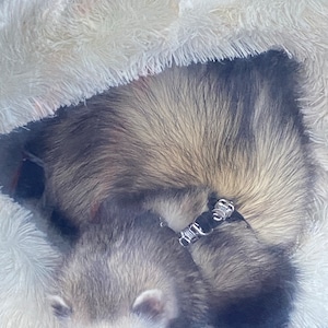 Ferret Harness Set With Leash Marble - Etsy