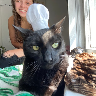 Chef Hat for Cats - Etsy