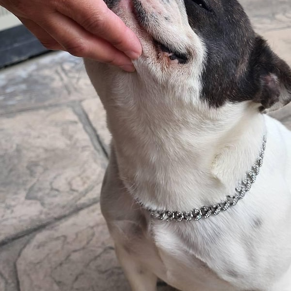Personalized Cuban Chain, Cuban Chain Dog, Gold Chain Dog,id Link Dog ...