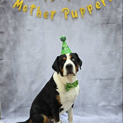 Small Dog Bow Tie Playing Card Pips Pet Collar Accessory - Etsy