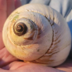 COLORFUL FLORIDA SEASHELL Mix, 30 Piece Variety Shell Pack for Gifts ...