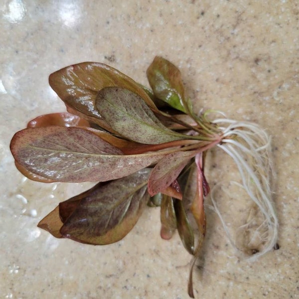 Samolus Parviflorus Red Rare Live Aquarium Plants - Etsy