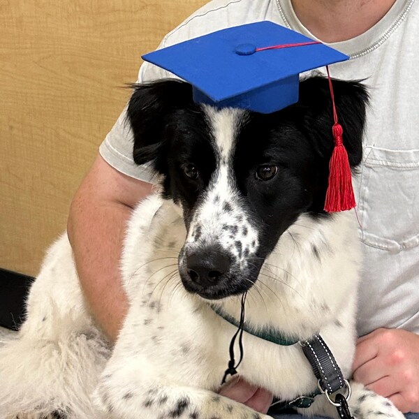 Dog Graduation Cap, Cat Graduation Cap, (your Choice of Color) - Etsy