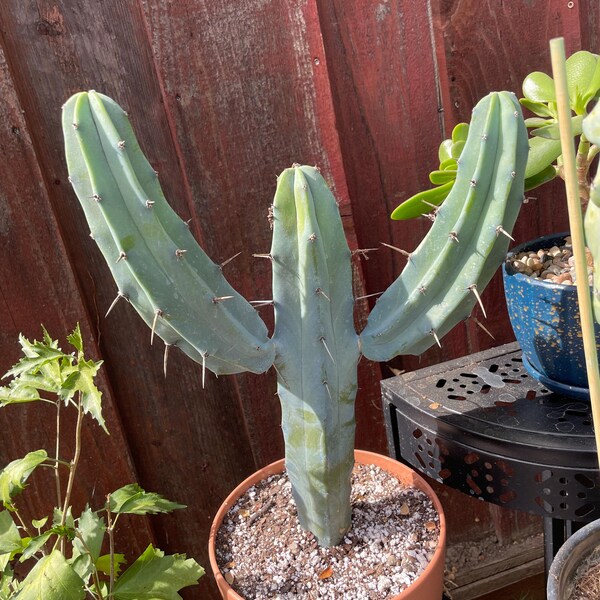 Monadenium Ritchei Rare Item Live Succulent - Etsy