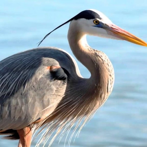 Great Blue Heron Art - Bird Photography Gray Home Decor ~ Nature ...