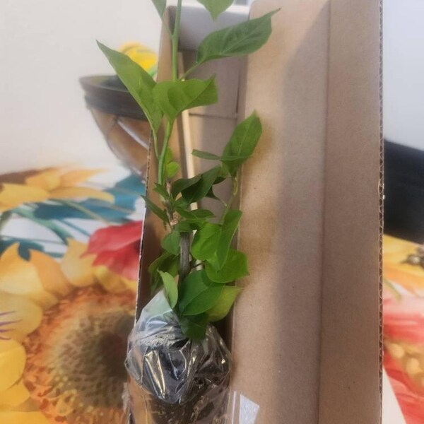 Athens Blue Princess Glory Bush Plant~~tibouchina Urvilleana~small ...