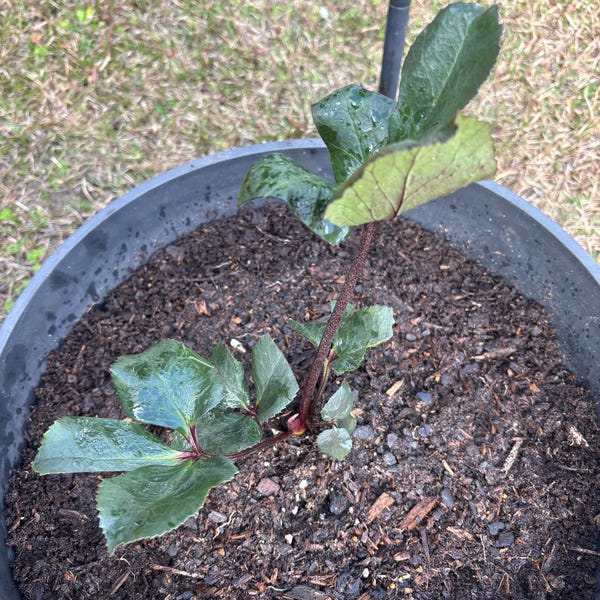 Fragrant Princess Dwarf Tea Olive 'kaori Hime' Osmanthus Live Plant 1 ...