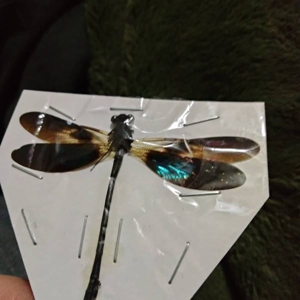 Euphaea Variegata, Teal and Violet Glittering Damselfly, Real Dragonfly ...