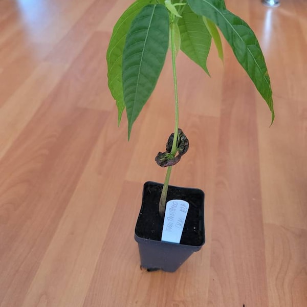 Theobroma Cacao Cocoa Chocolate Fruit Tree Potted Plant Trinitario ...