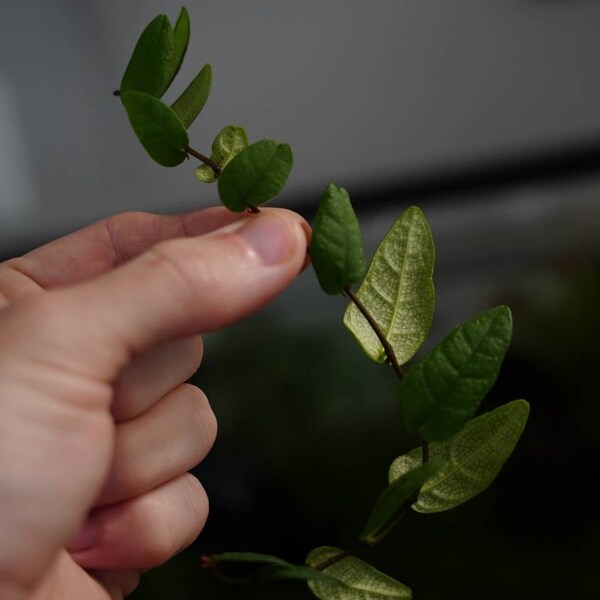 Columnea Gloriosa [cutting] - Etsy