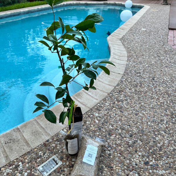MEYER LEMON TREE (valley Lemon) - Texas Grown - Certified Nursery ...