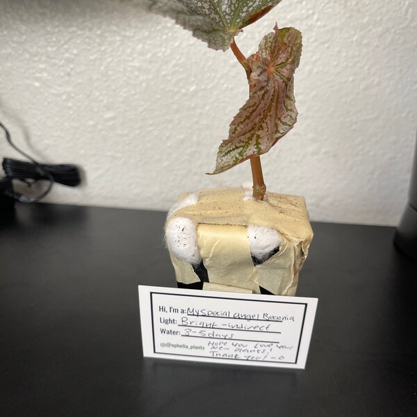 Opheliaplants - Etsy
