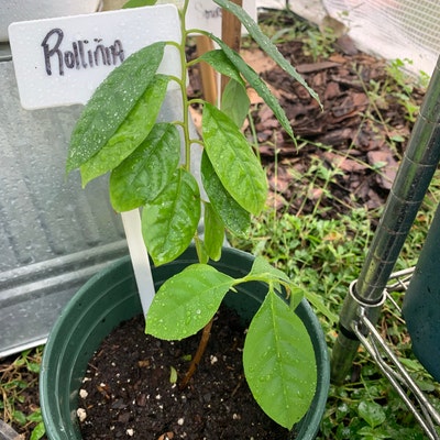 Rollinia Deliciosa Biriba Potted PLANT Tropical Tree - Etsy